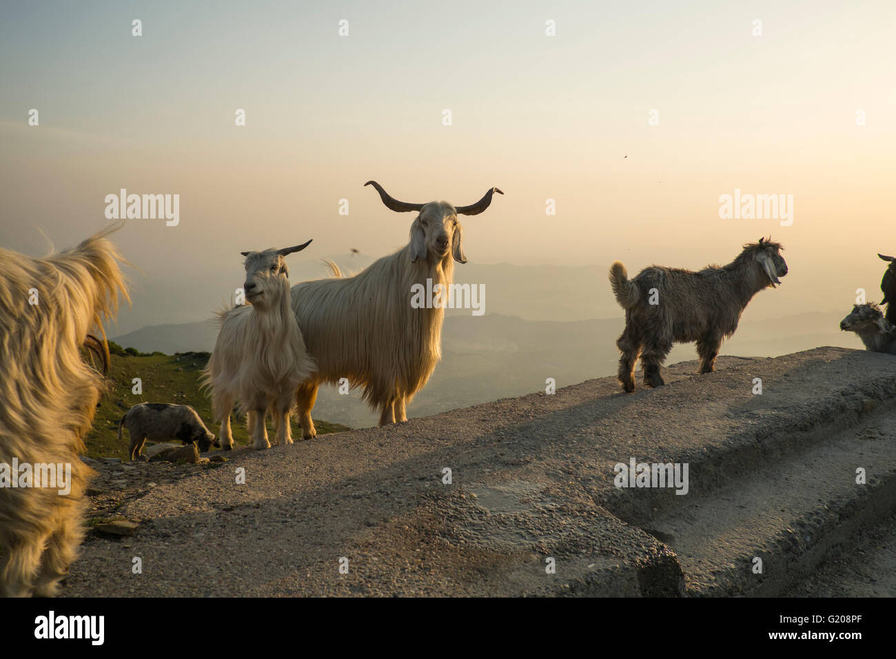 Adult himalayan goats in the setting sun at Bir Billing, Himachal ...