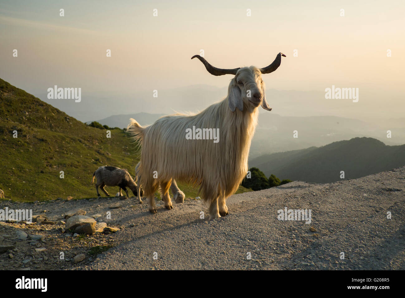 An adult himalayan goat in the setting sun at Bir Billing, Himachal ...