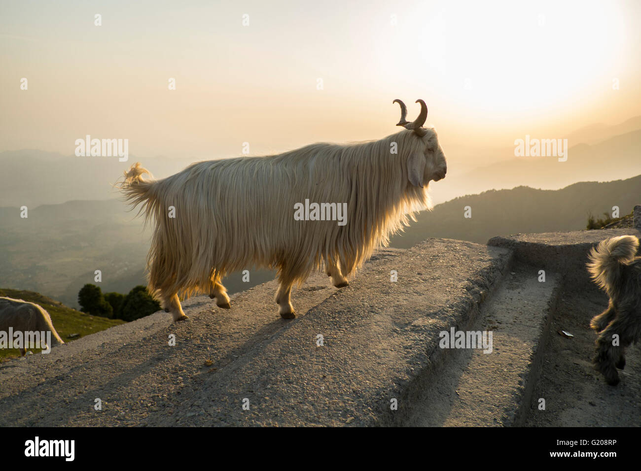 An adult himalayan goat in the setting sun at Bir Billing, Himachal ...