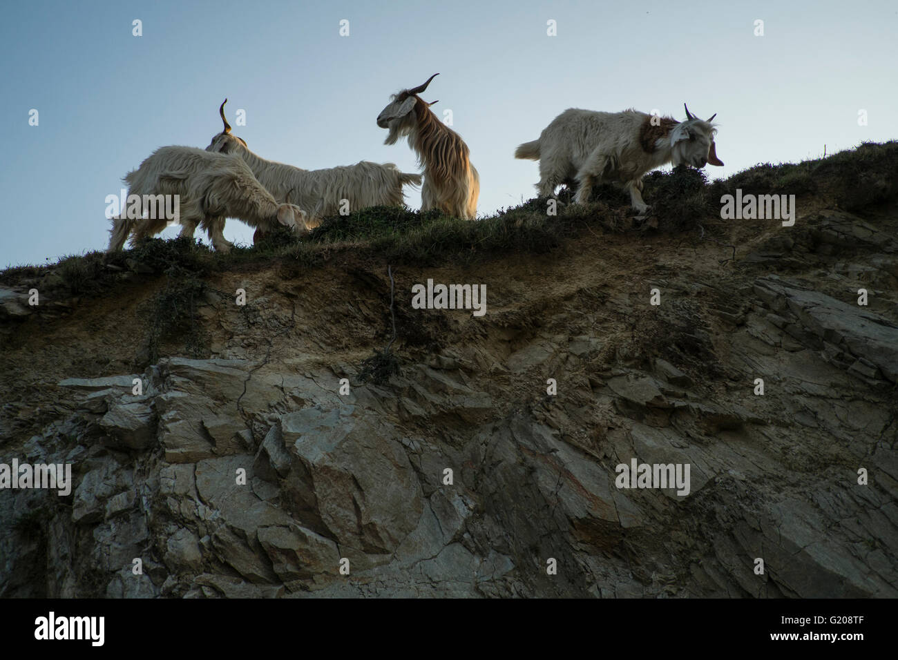 Goats at Billing look for some greens amidst the Himalayan rocks of ...