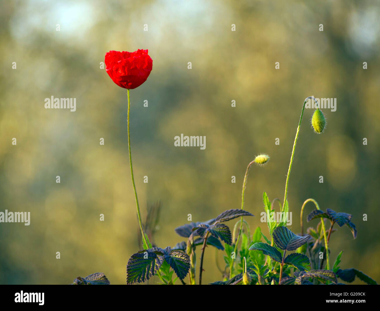 Un papavero hi-res stock photography and images - Alamy