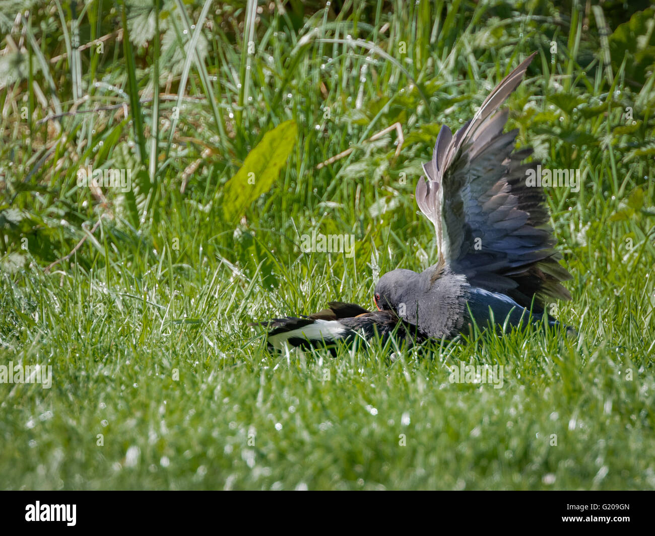 Bird fighting hi-res stock photography and images - Alamy