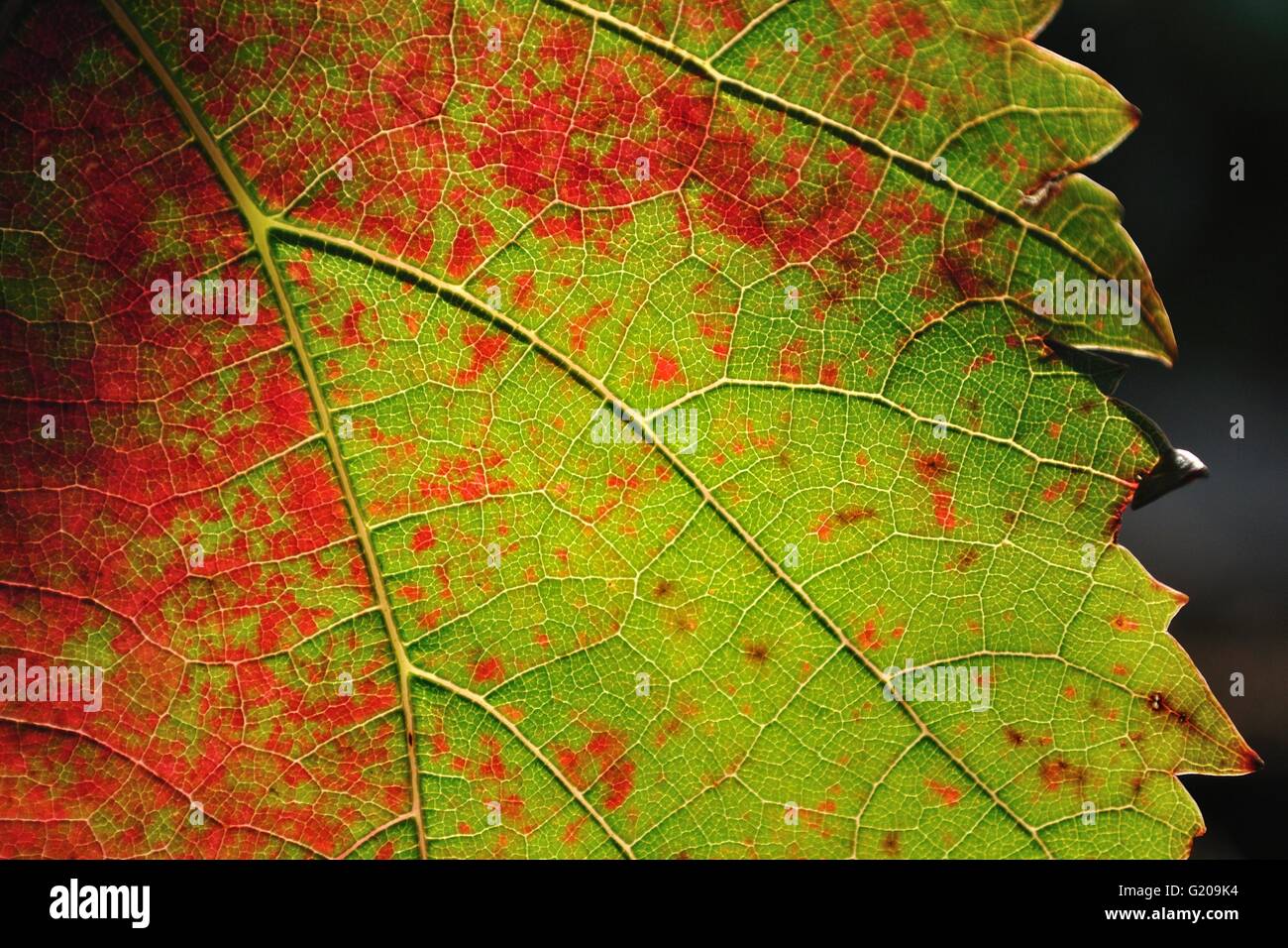 Vine leaf hi-res stock photography and images - Alamy