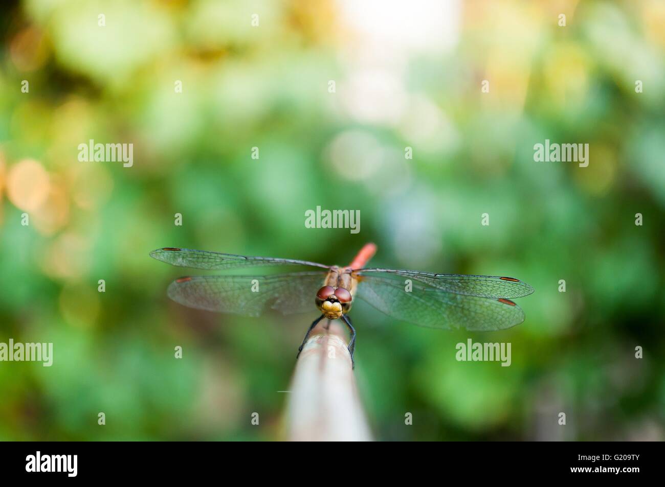 Dragonfly looking at camera hi-res stock photography and images - Alamy