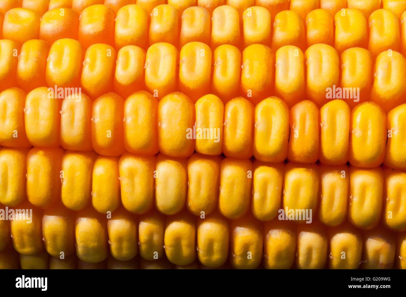 Gold maze hi-res stock photography and images - Alamy