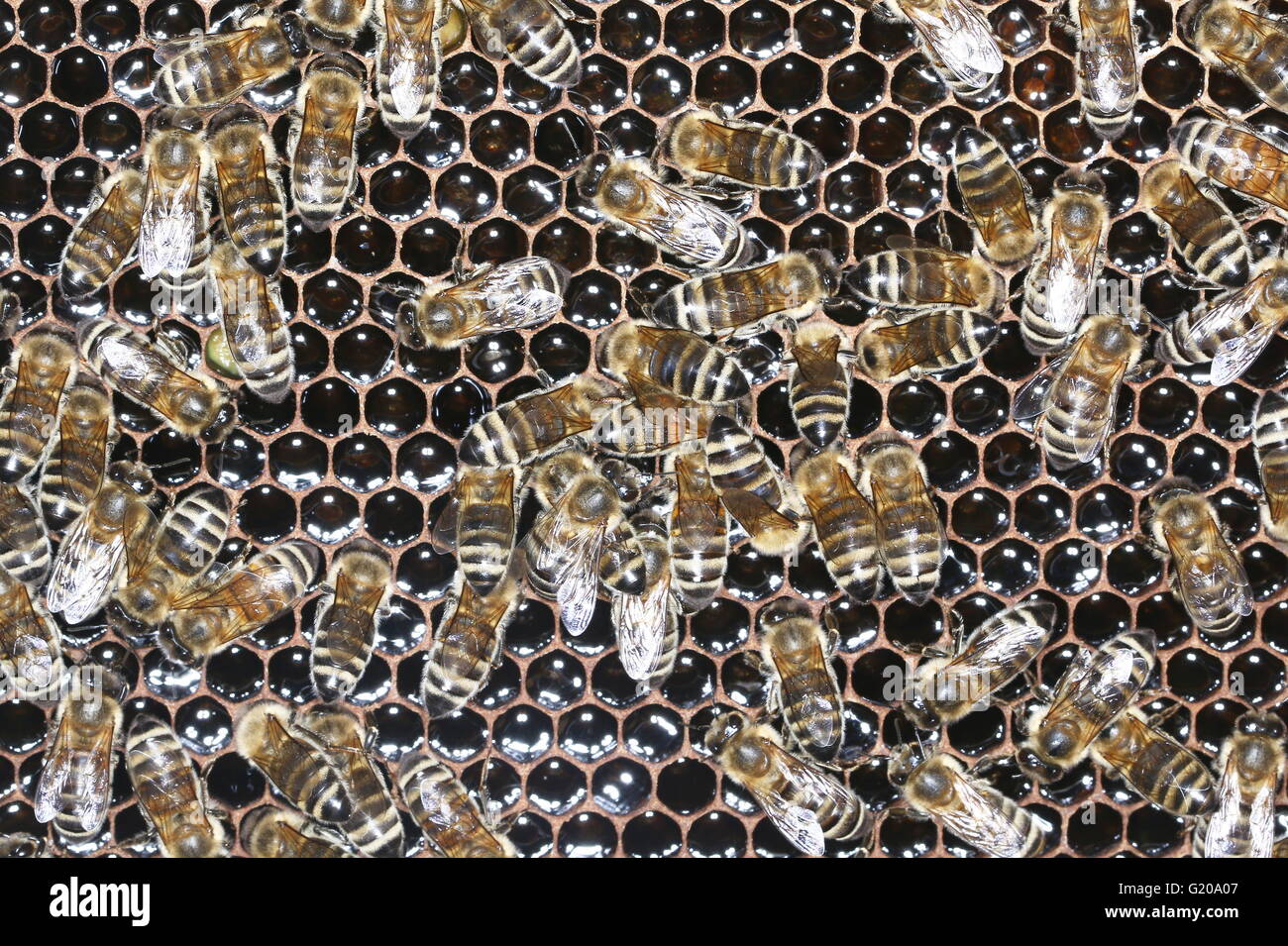Beekeeping group hi-res stock photography and images - Alamy