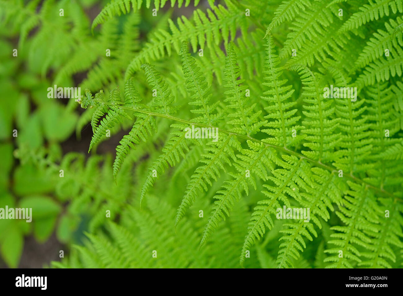 Green fern close up - texture and background Stock Photo - Alamy
