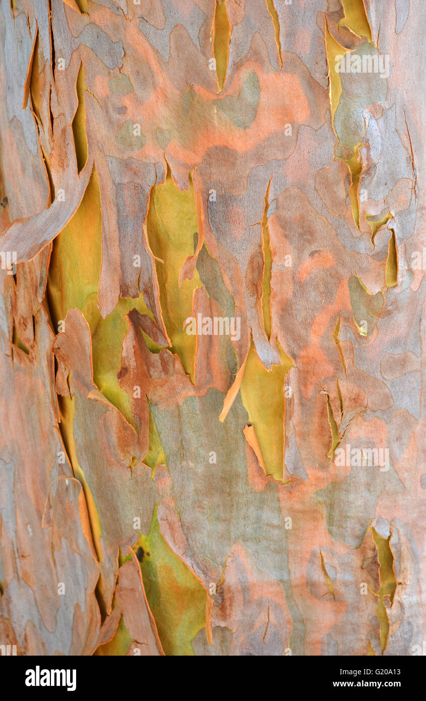 Australian gumtree shedding its colourful pink and purple winter bark ...