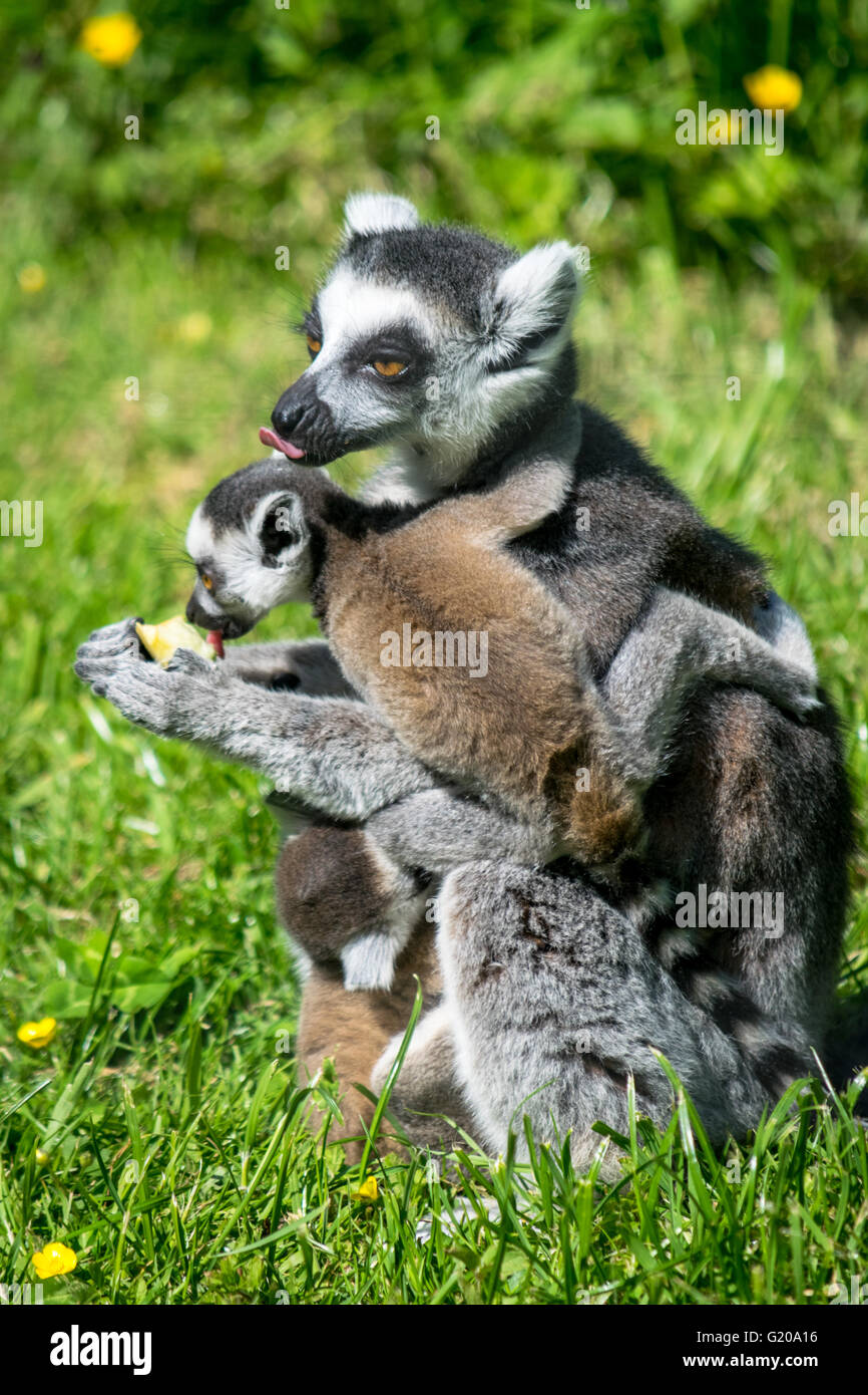 Lemur babies hi-res stock photography and images - Alamy