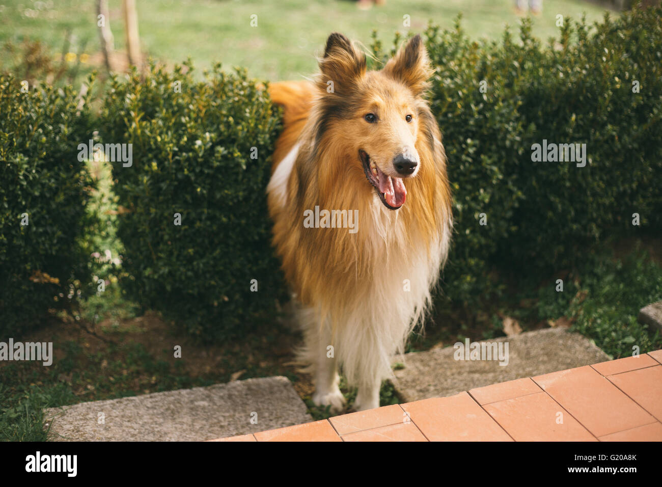 A dog in the bush Stock Photo - Alamy