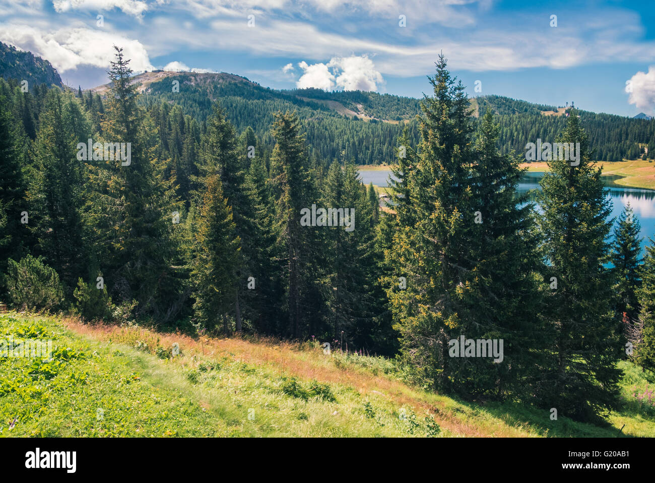 Mountain forest in Italy Stock Photo - Alamy