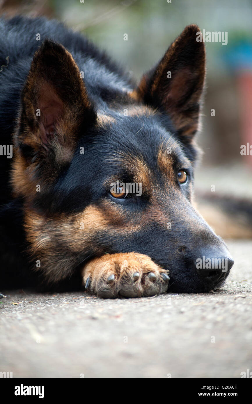 Resting Head On Paws High Resolution Stock Photography and Images - Alamy