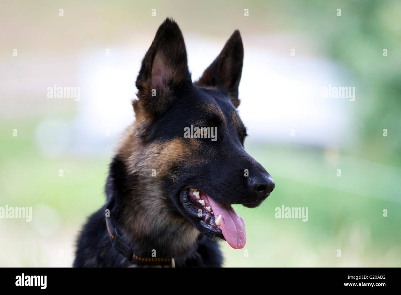 german shepard dog portrait with natural colored background Stock Photo ...