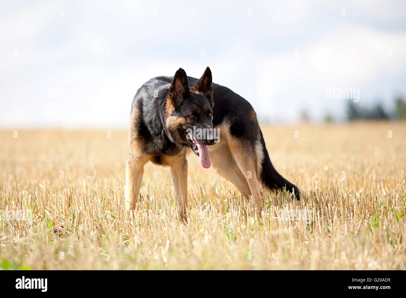Dog German Shepherd stand in field portrait Stock Photo - Alamy