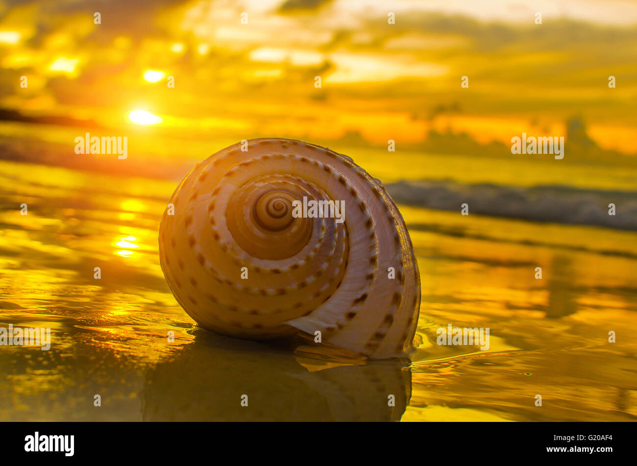 Beautiful beach with sunrise background. Focus on sea shell Stock Photo ...