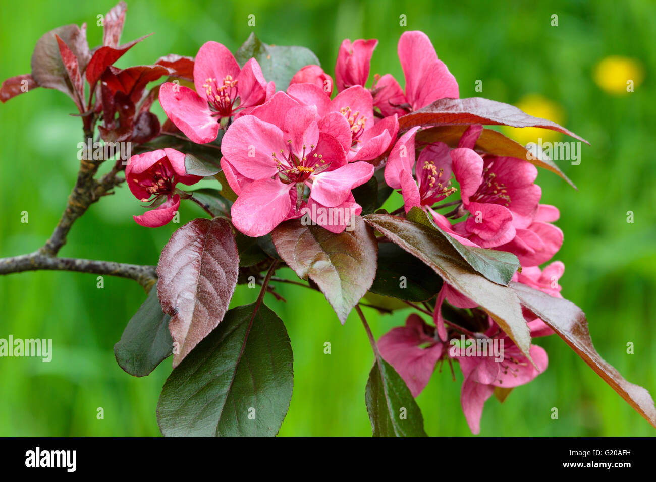 Malus Toringo High Resolution Stock Photography and Images - Alamy