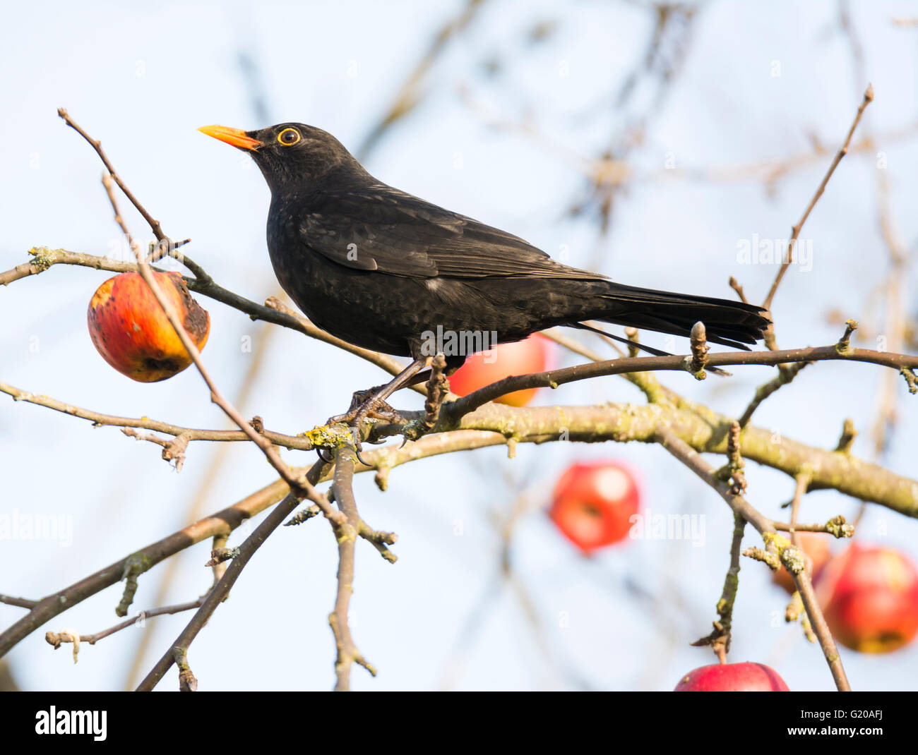 Commonb blackbird sitting in an apple tree Stock Photo - Alamy