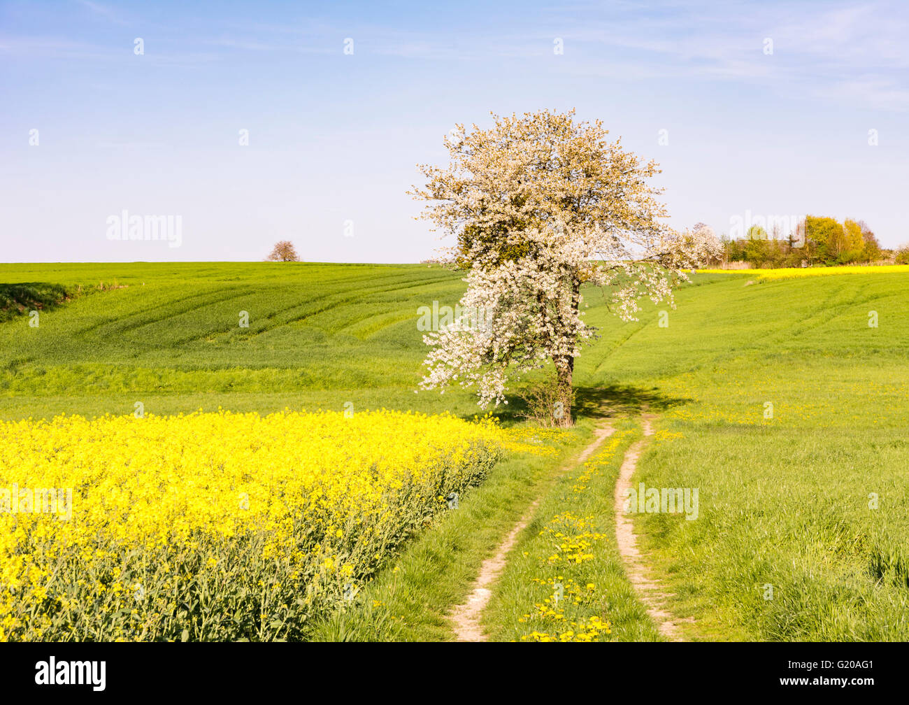 Landscape with a flowering tree at spring Stock Photo - Alamy