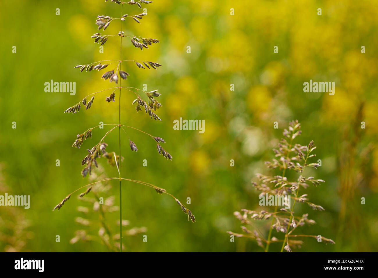 Flowering grasses in Spring, Lancaster County, Pennsylvania, USA Stock ...