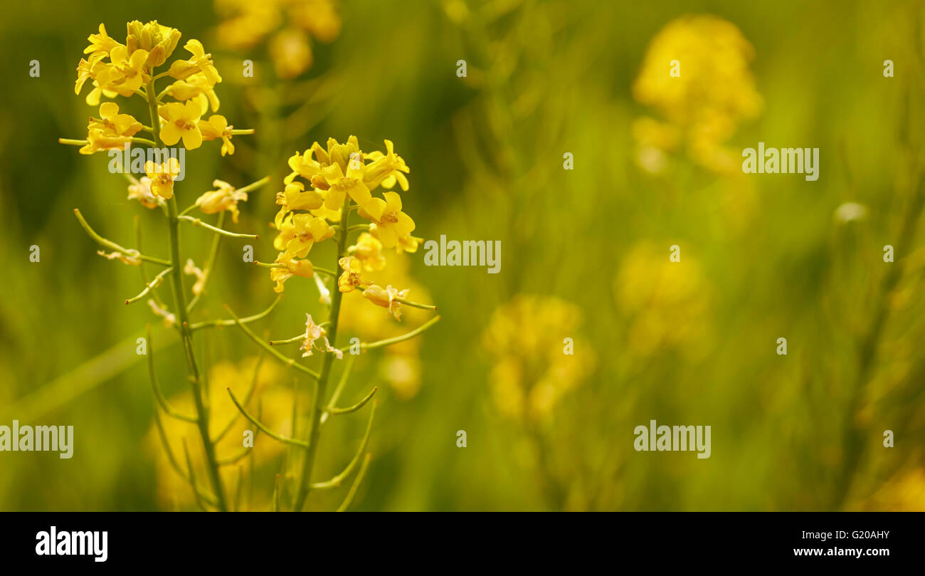 Flowering grasses in Spring, Lancaster County, Pennsylvania, USA Stock ...