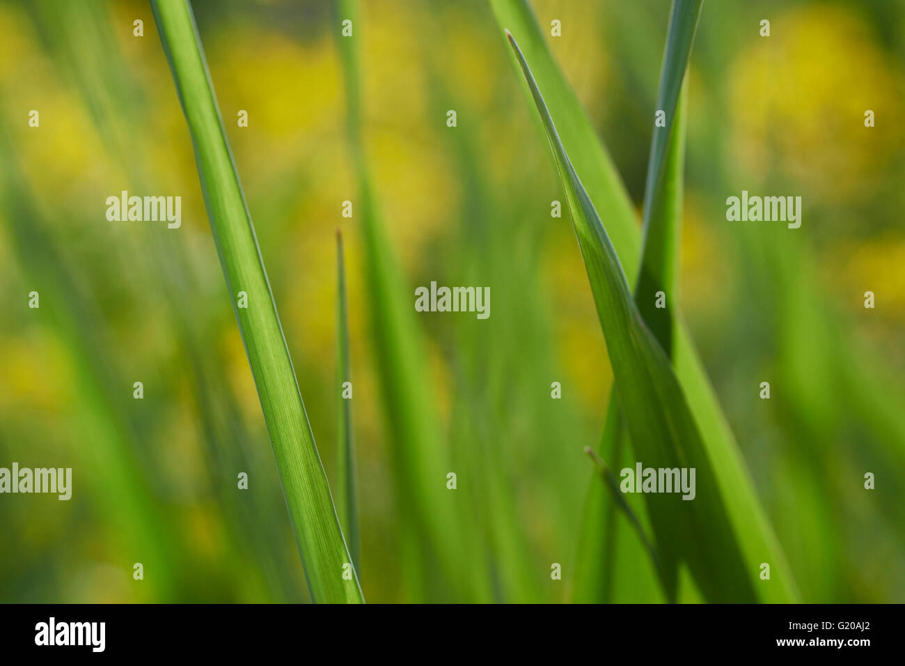 Pasture grass hi-res stock photography and images - Alamy