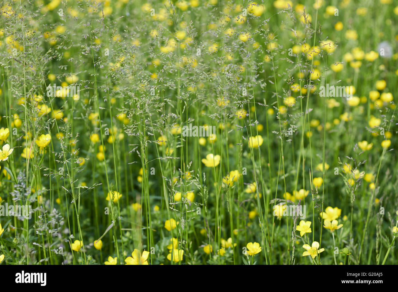 Flowering grasses in Spring, Lancaster County, Pennsylvania, USA Stock ...