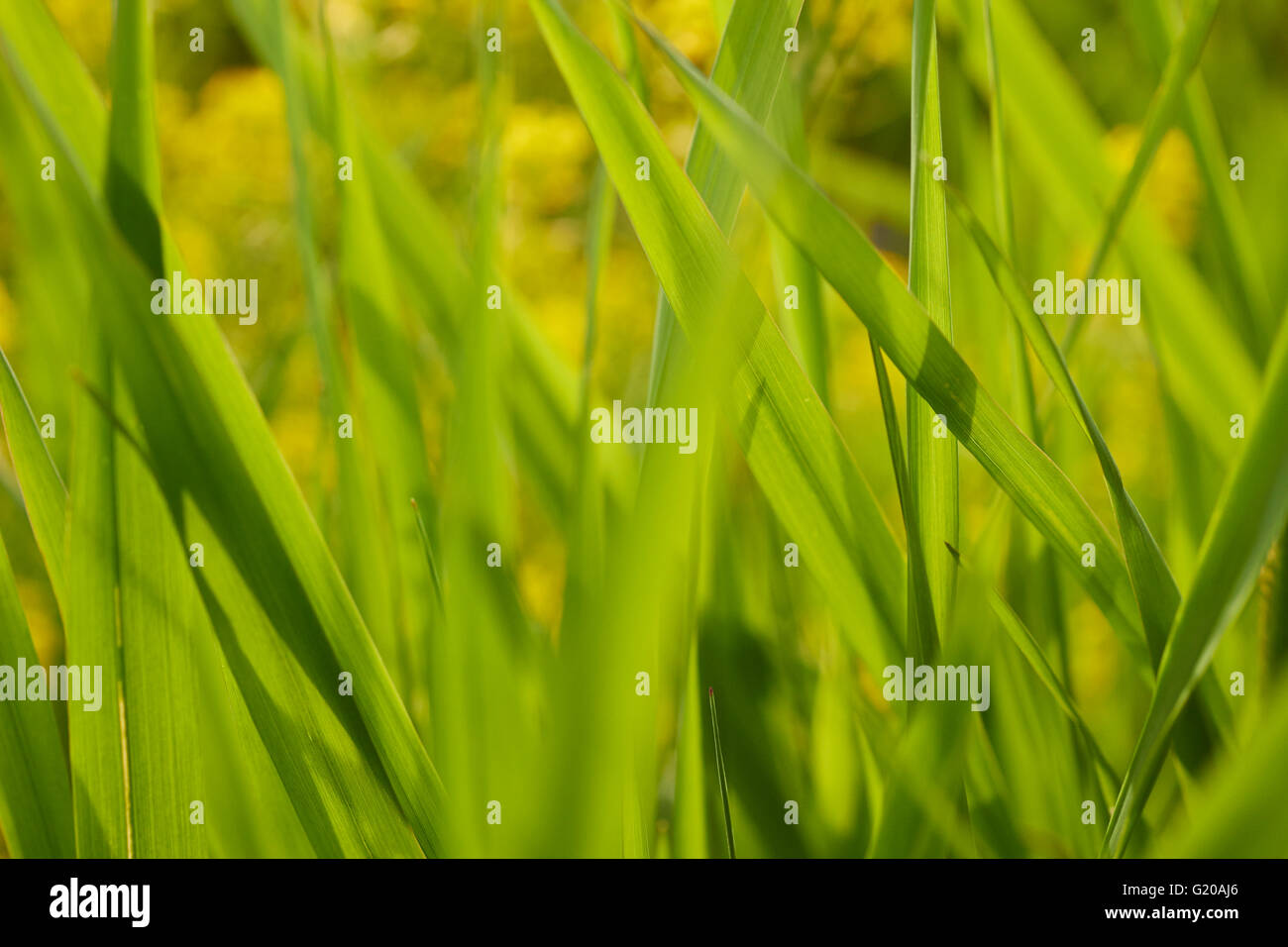 Pasture grass hi-res stock photography and images - Alamy