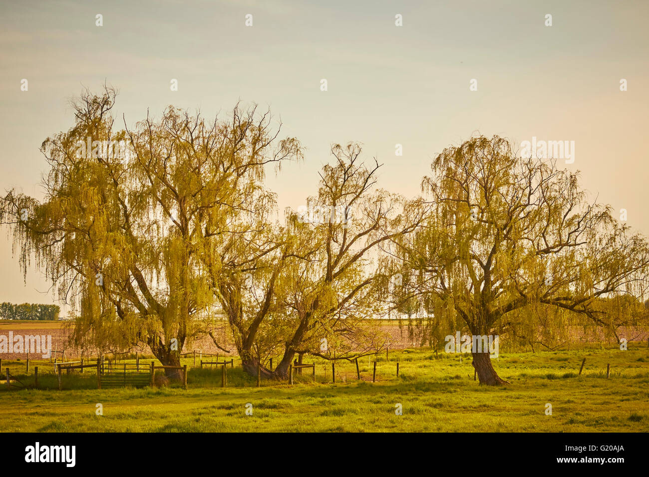 Farm fields and willow trees in spring, Lancaster County, Pennsylvania ...