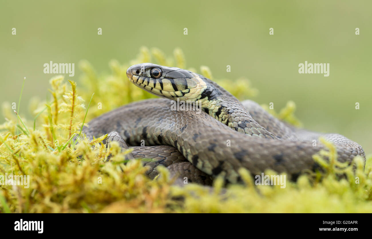 An adult grass snake coiled on moss Stock Photo - Alamy