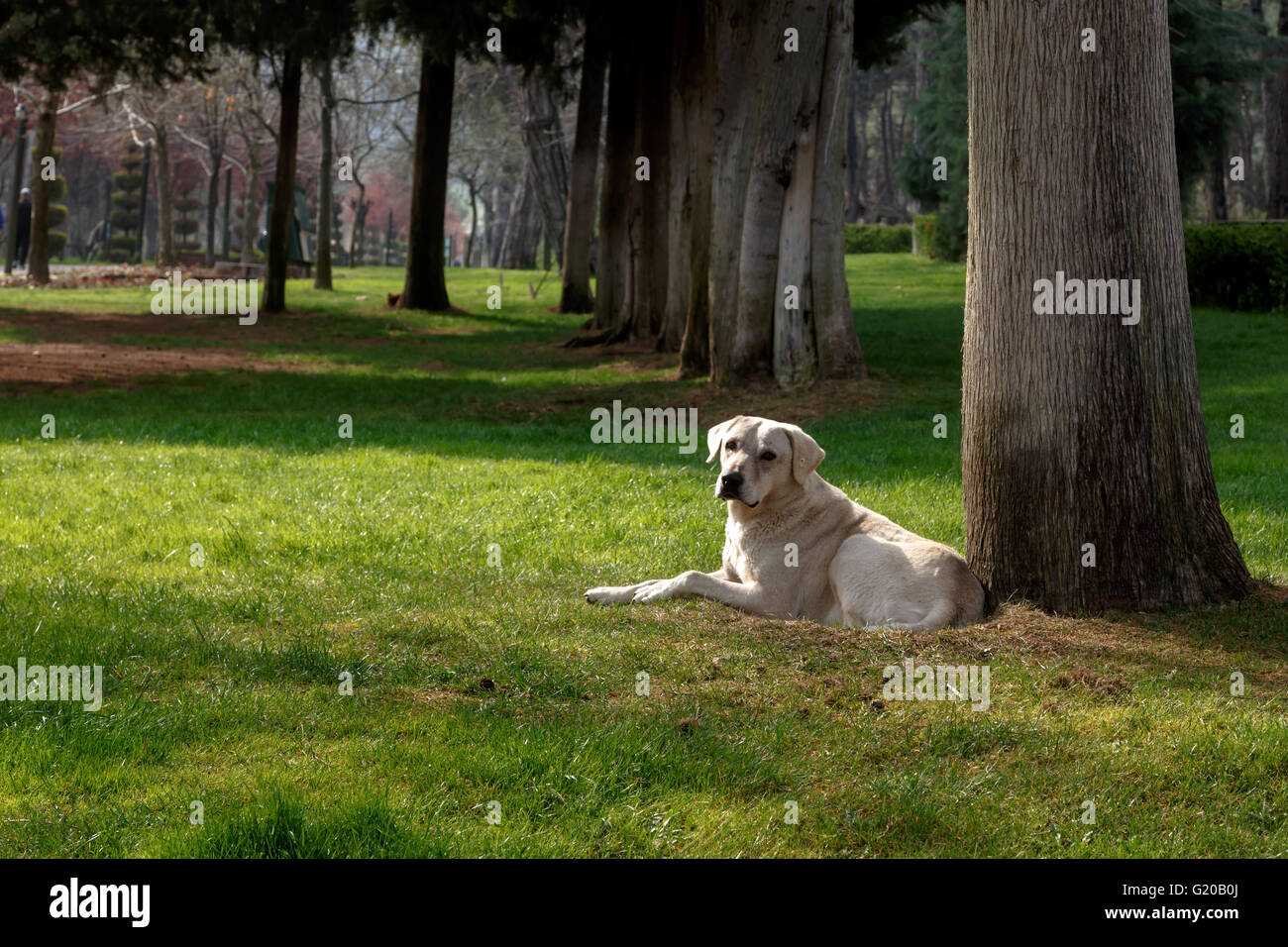 Sitting under a big tree hi-res stock photography and images - Alamy