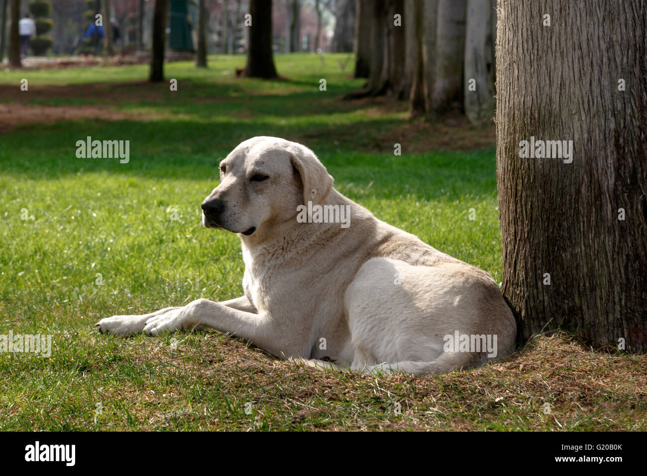 Sitting under a big tree hi-res stock photography and images - Alamy