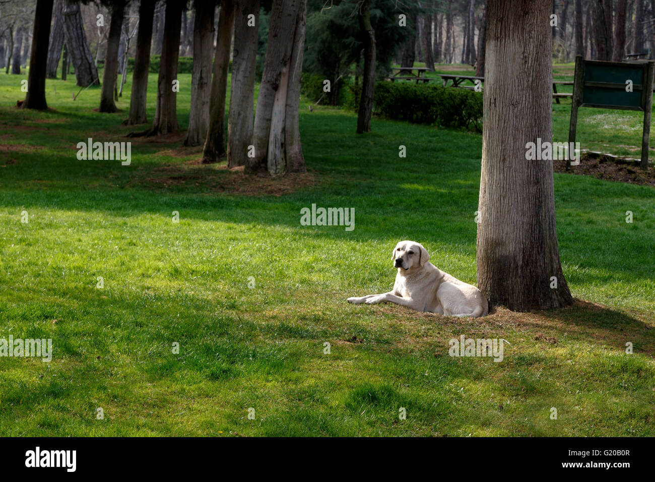 Sitting under a big tree hi-res stock photography and images - Alamy