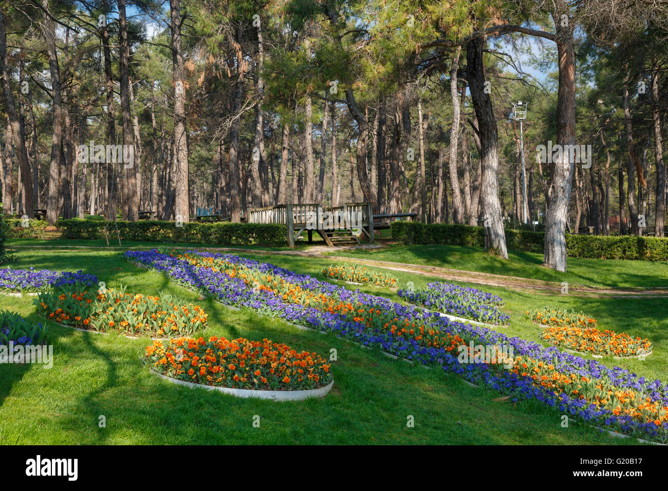 View of a big park with pine trees and meadow area around Stock Photo ...