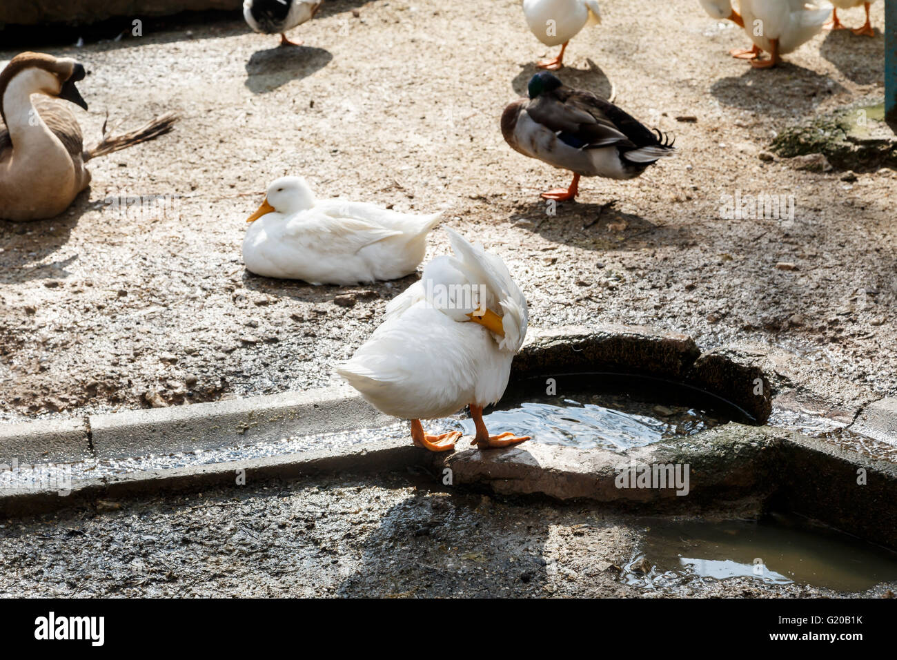 Duck Cage High Resolution Stock Photography and Images - Alamy