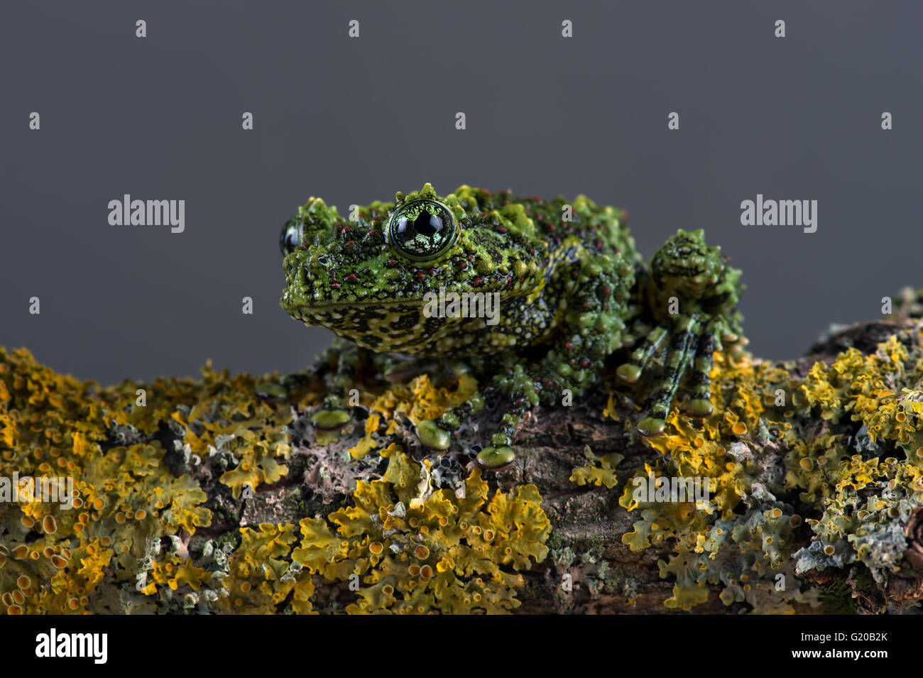 Vietnamese Mossy Frog (Theloderma Corticale Stock Photo - Alamy