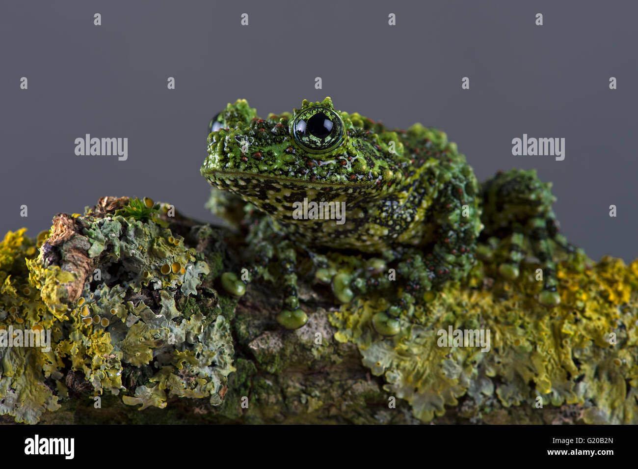 Vietnamese Mossy Frog (Theloderma Corticale Stock Photo - Alamy