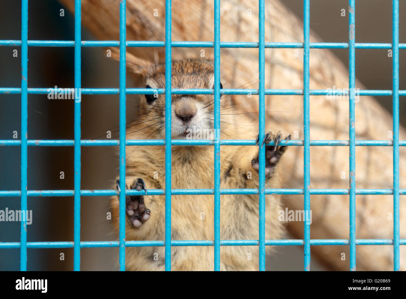 Close up detailed view of a small squirrel inside a cage with blue ...