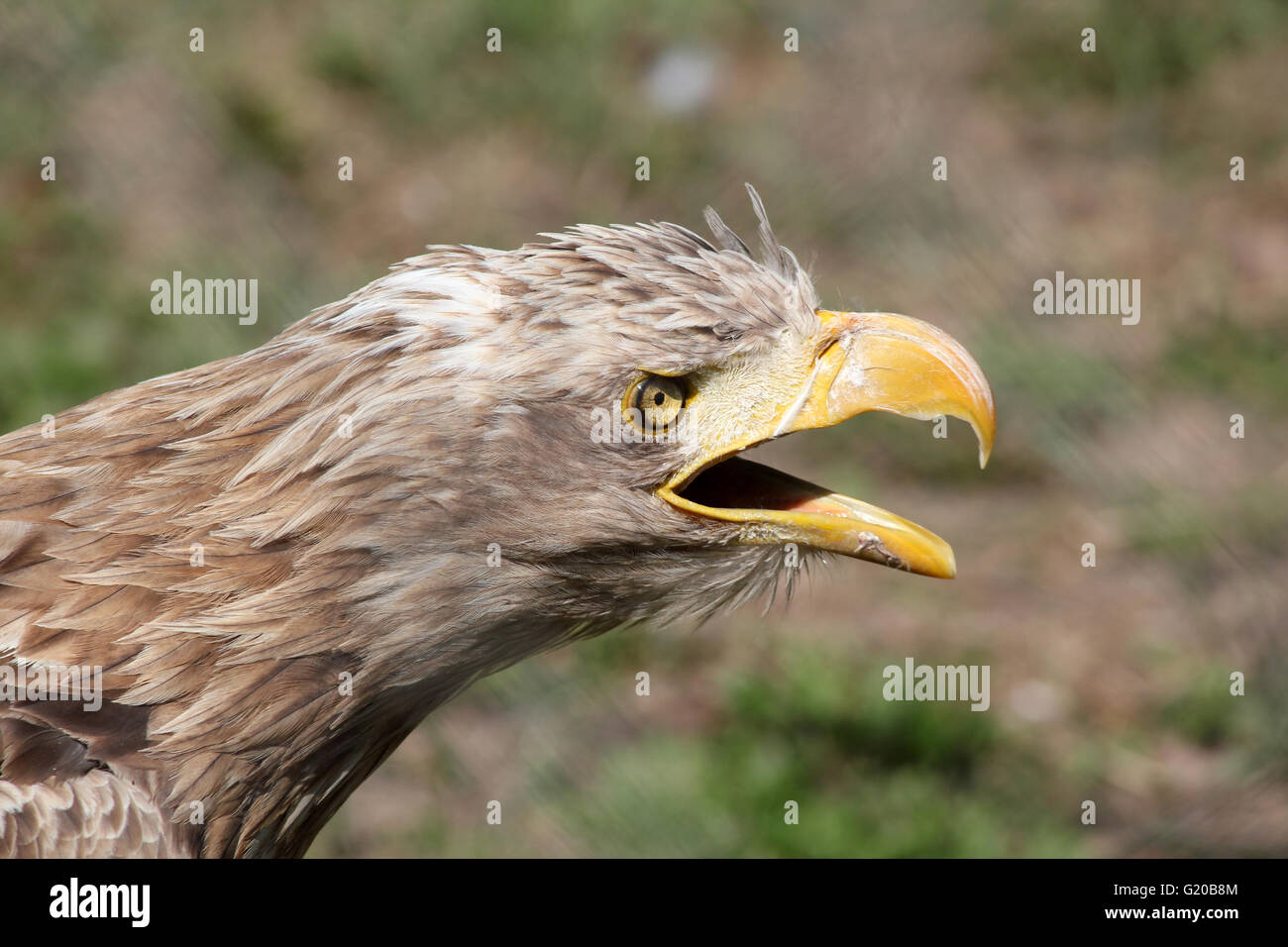 Screaming Eagle Head