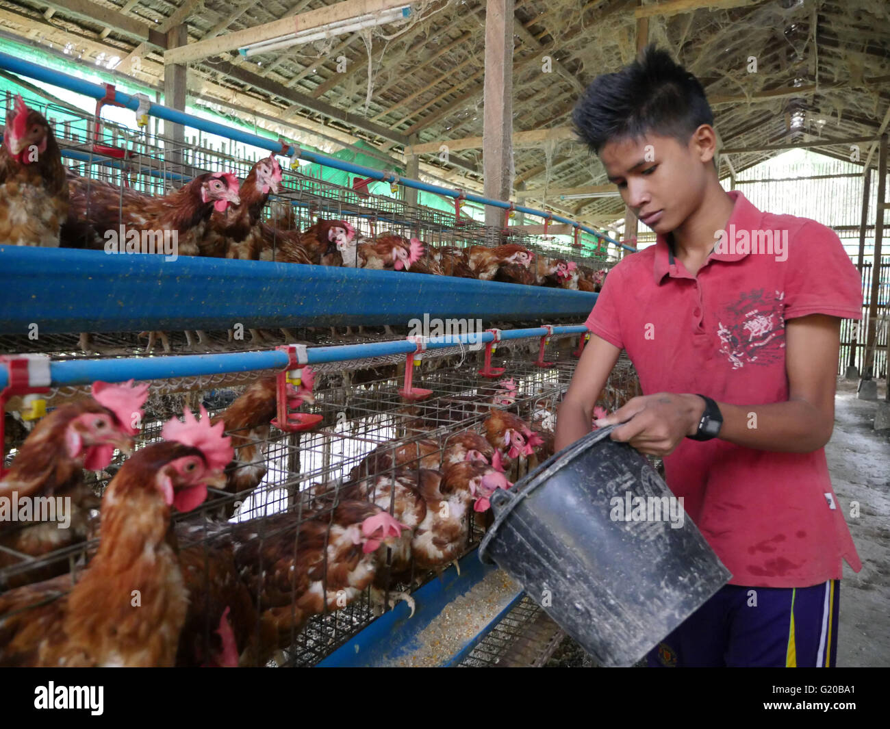 Boy feeding chickens hi-res stock photography and images - Alamy