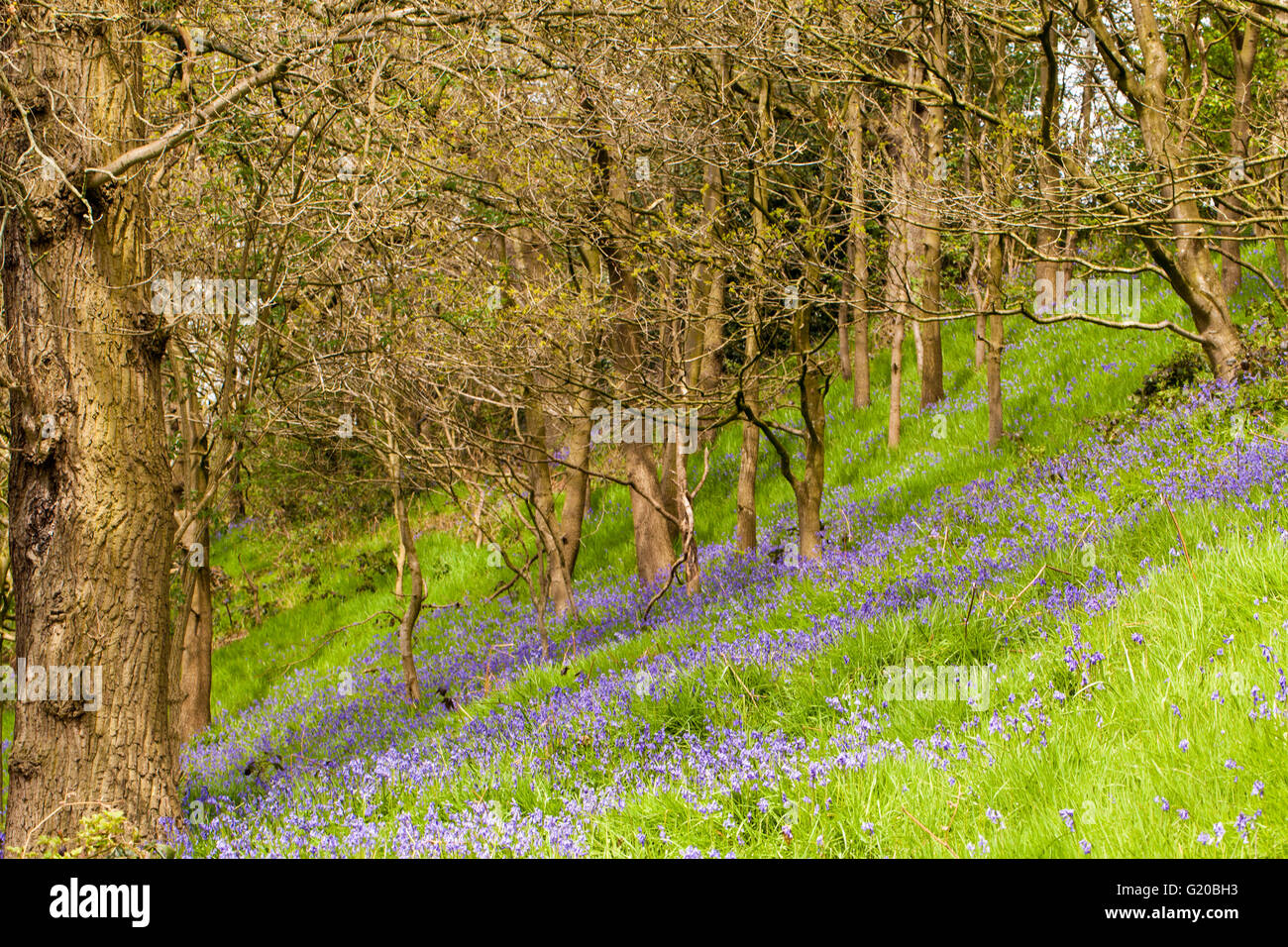 Bluebell flowers in woodland in springtime Stock Photo - Alamy