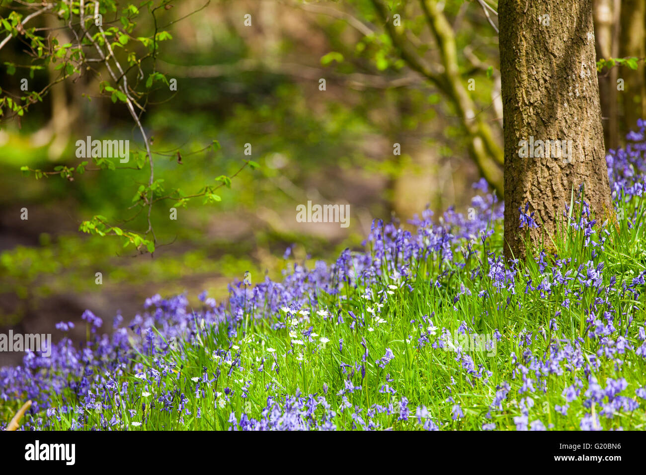 Bluebell flowers in woodland in springtime Stock Photo - Alamy
