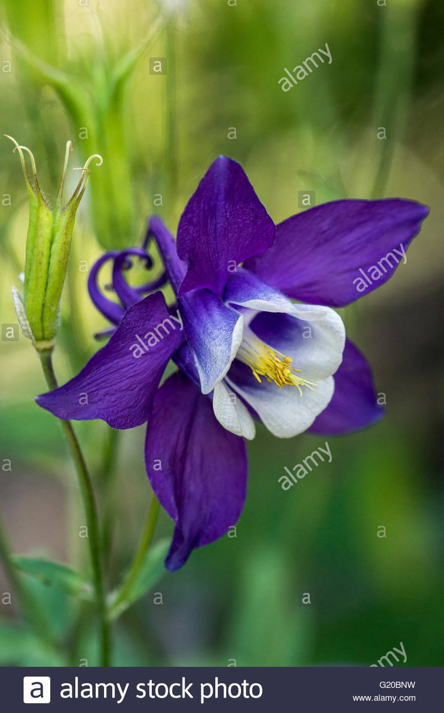 Alpine Columbine Aquilegia Alpina High Resolution Stock Photography and ...