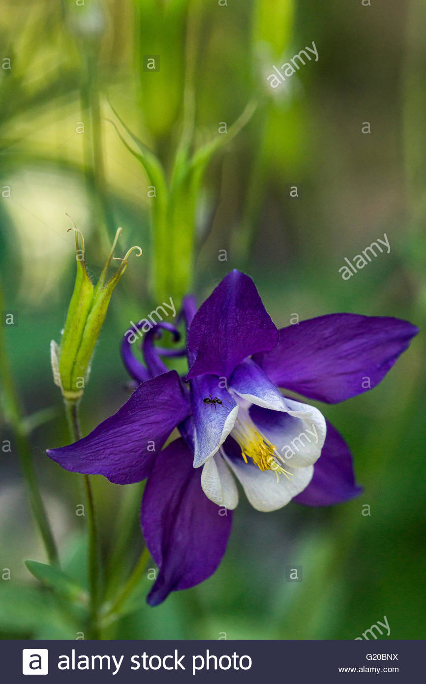 Alpine Columbine Aquilegia Alpina High Resolution Stock Photography and Images - Alamy