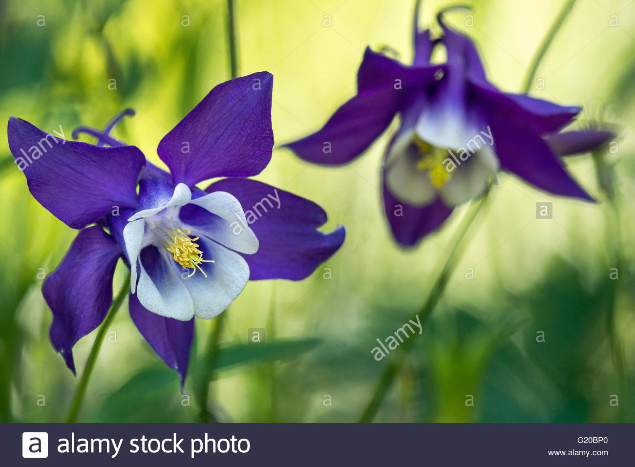 Alpine Columbine Aquilegia Alpina High Resolution Stock Photography and ...