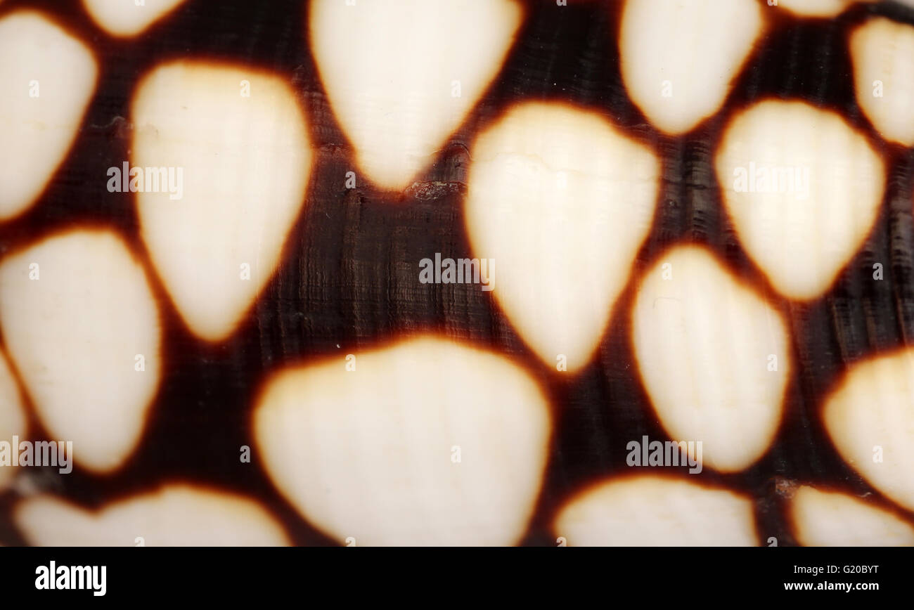Cone snail eating hi-res stock photography and images - Alamy