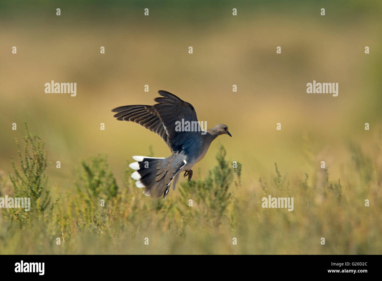 Turtle Dove Flying High Resolution Stock Photography and Images - Alamy