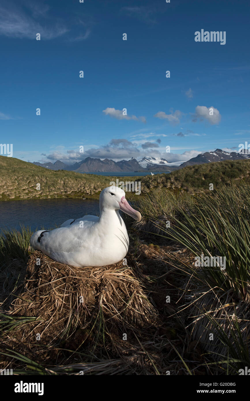 Wandering albatross egg on nest hi-res stock photography and images - Alamy
