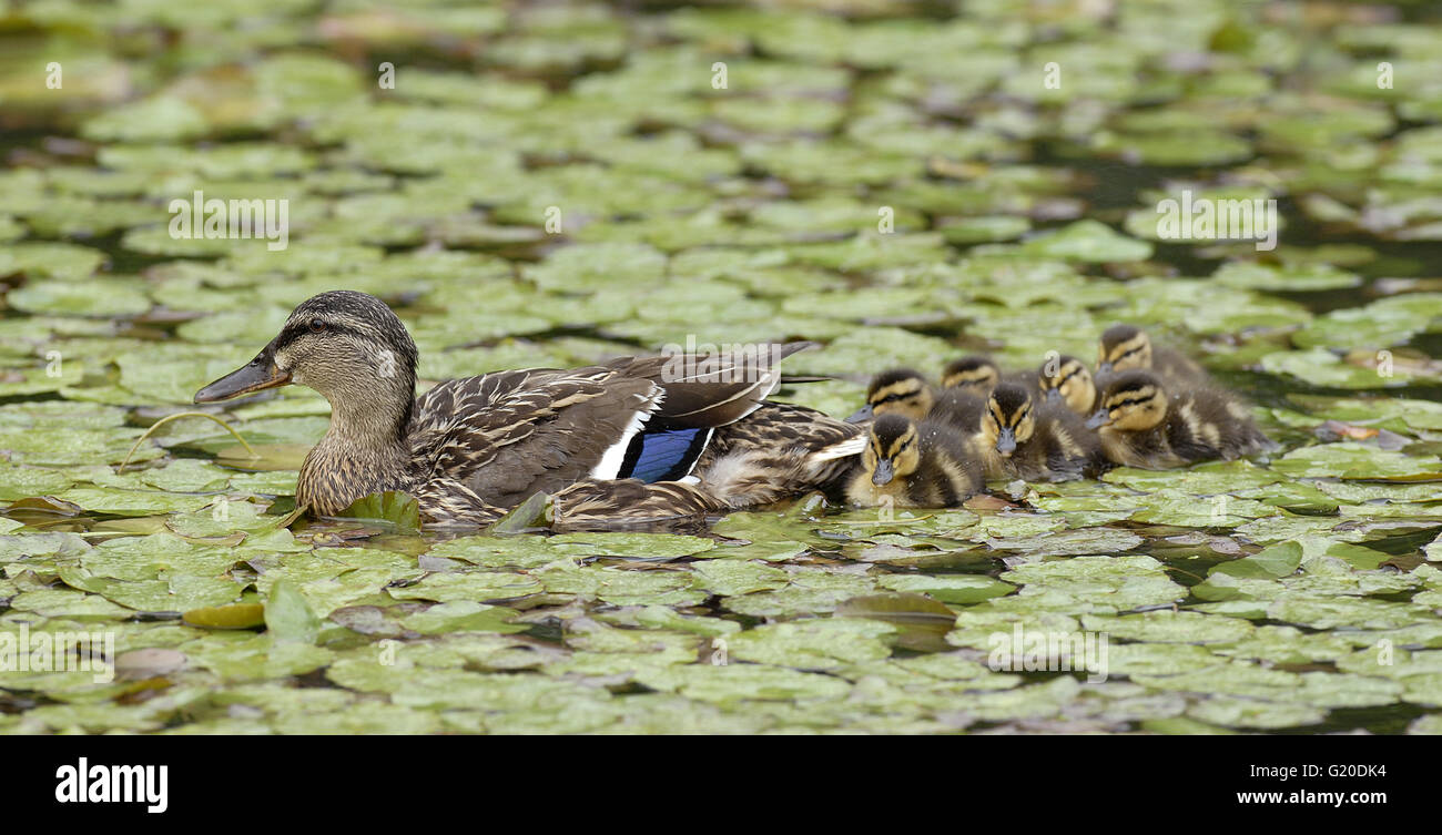 Day old ducklings hi-res stock photography and images - Alamy