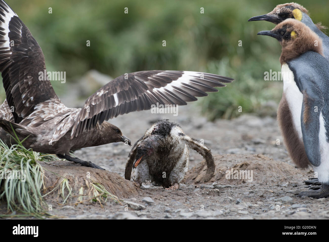 Stercorarius antarcticus bird birds predator prey hi-res stock ...