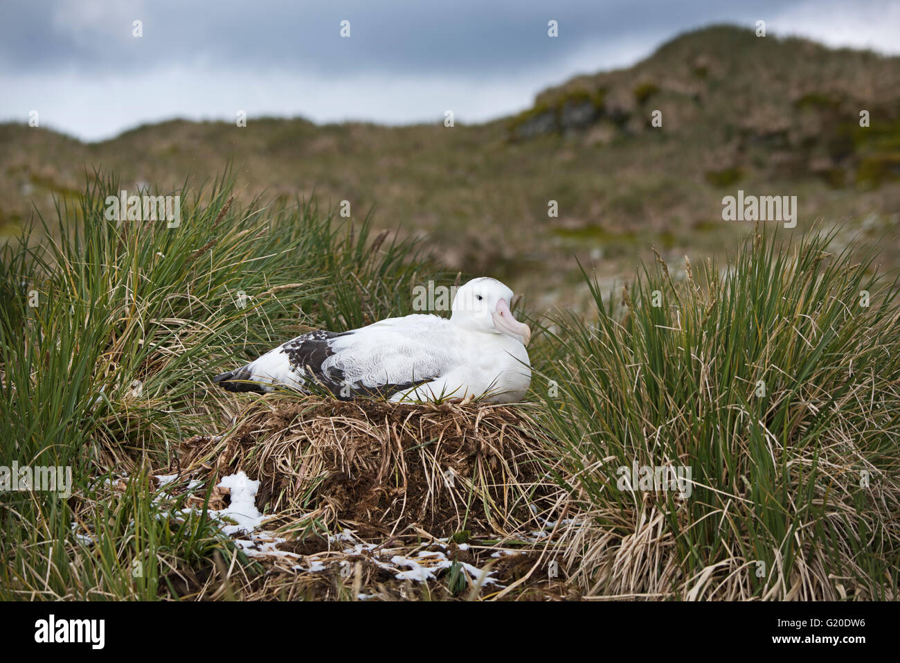 Wandering albatross egg hi-res stock photography and images - Alamy